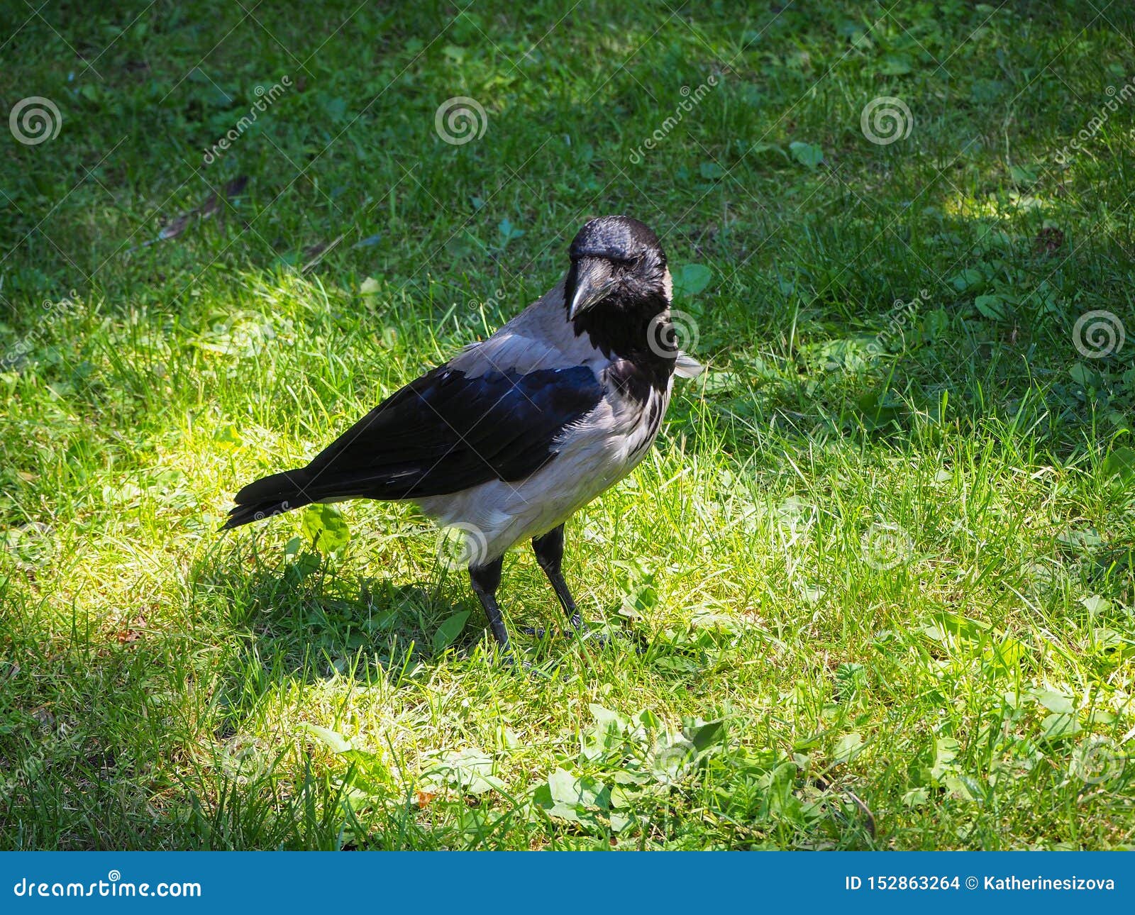 Portrait of Big Gray Crow Standing on the Green Grass in the Sun Light ...