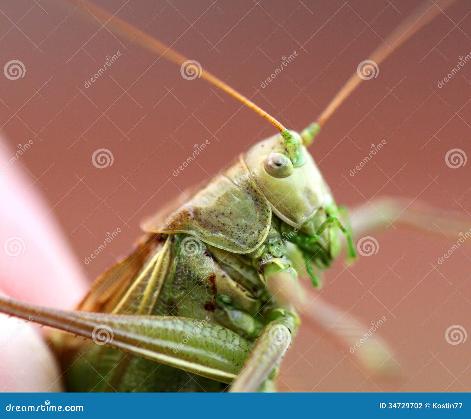 Portrait of a Big Green Locust in the Hands Stock Photo - Image of jump ...