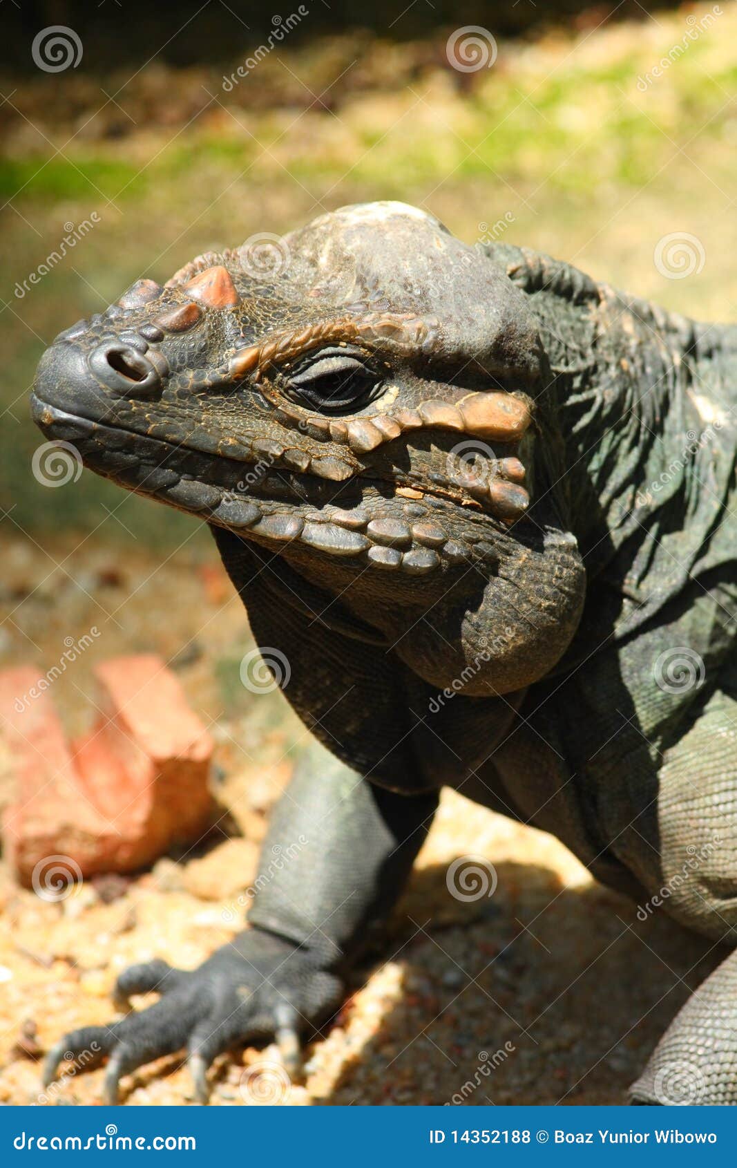 Portrait of a Big Iguana stock photo. Image of head, dragon - 14352188