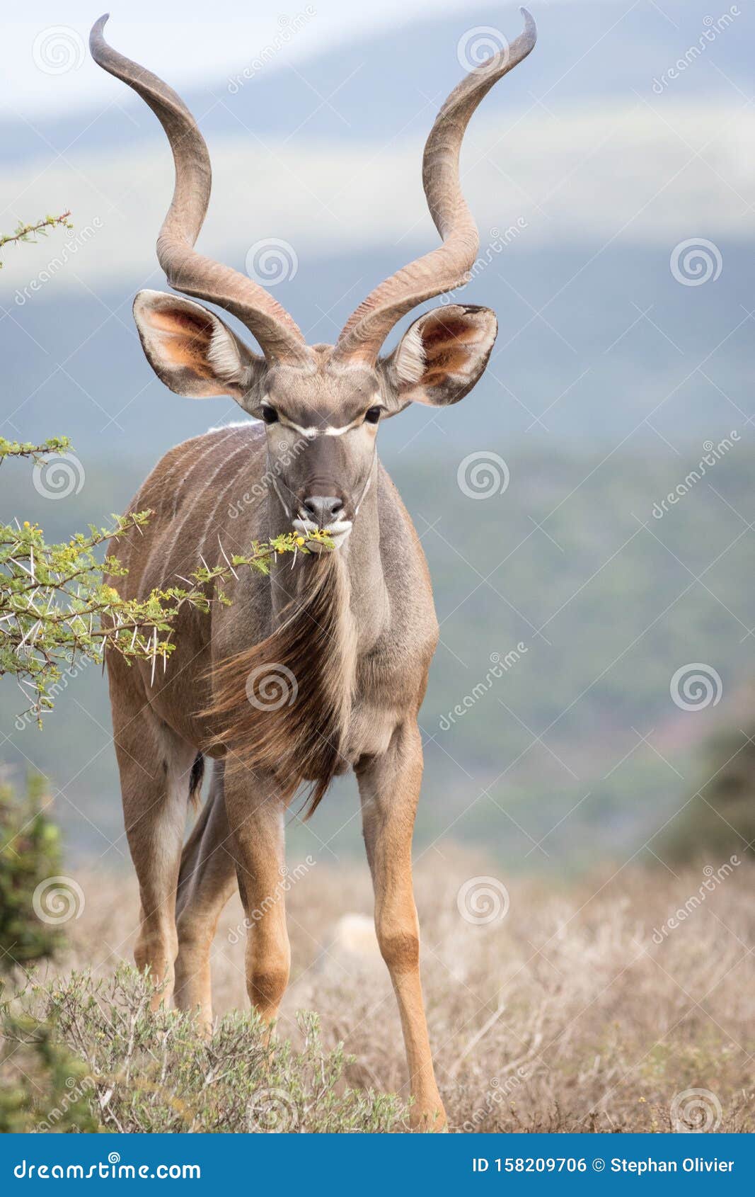 Big Kudu Bull Browsing on Tree Stock Photo - Image of alert, diversity ...