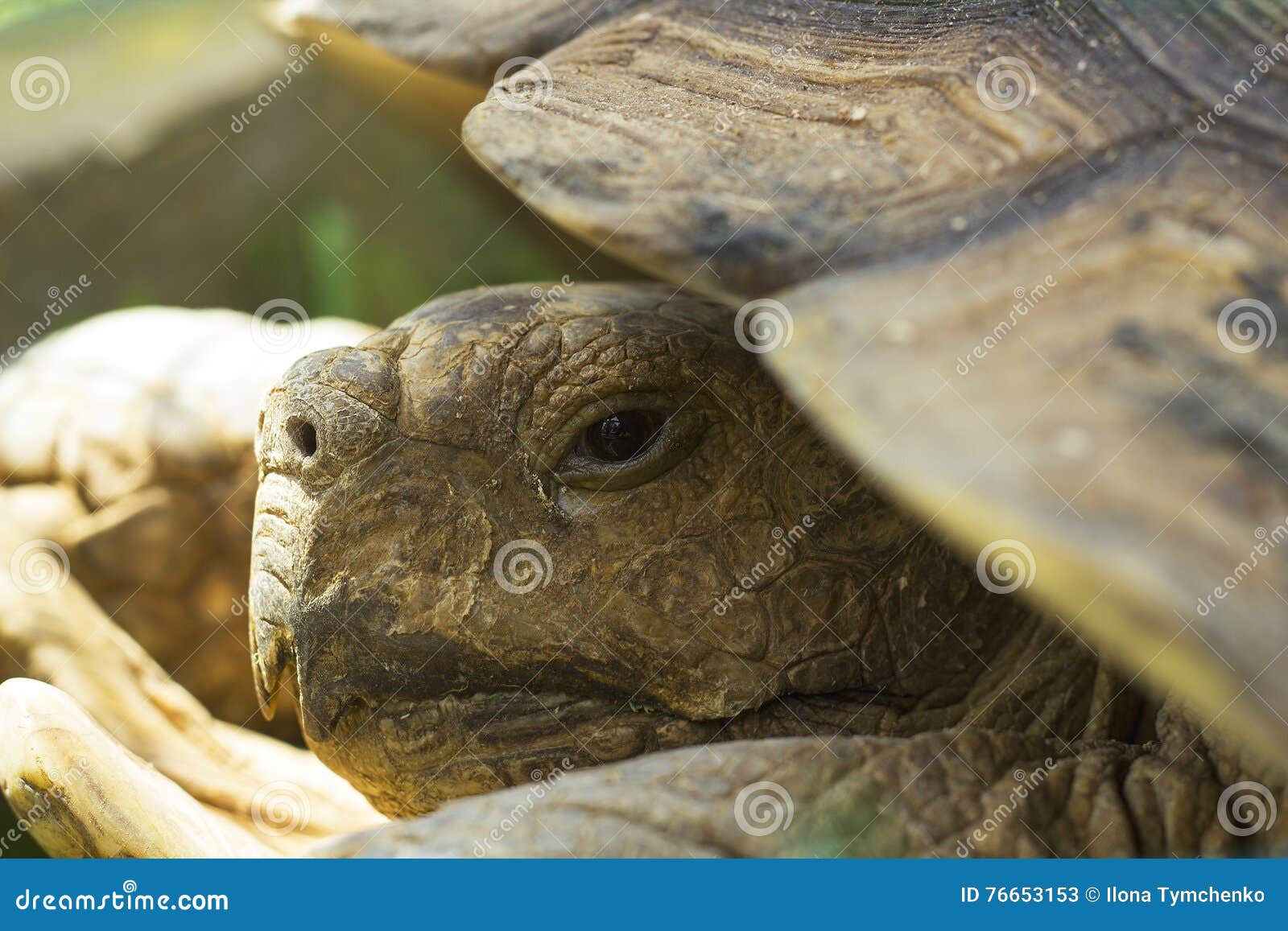 Portrait of Big Land Turtle in Shell Stock Image - Image of slow ...