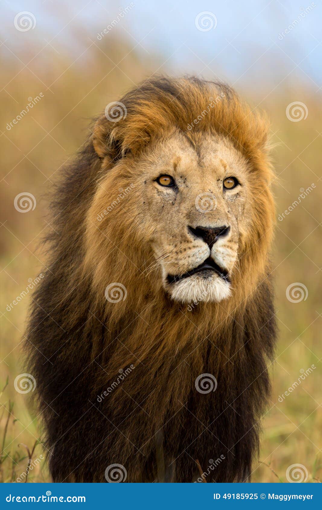 Big Lion Notch Masai Mara Stock Photos - Free & Royalty-Free Stock ...
