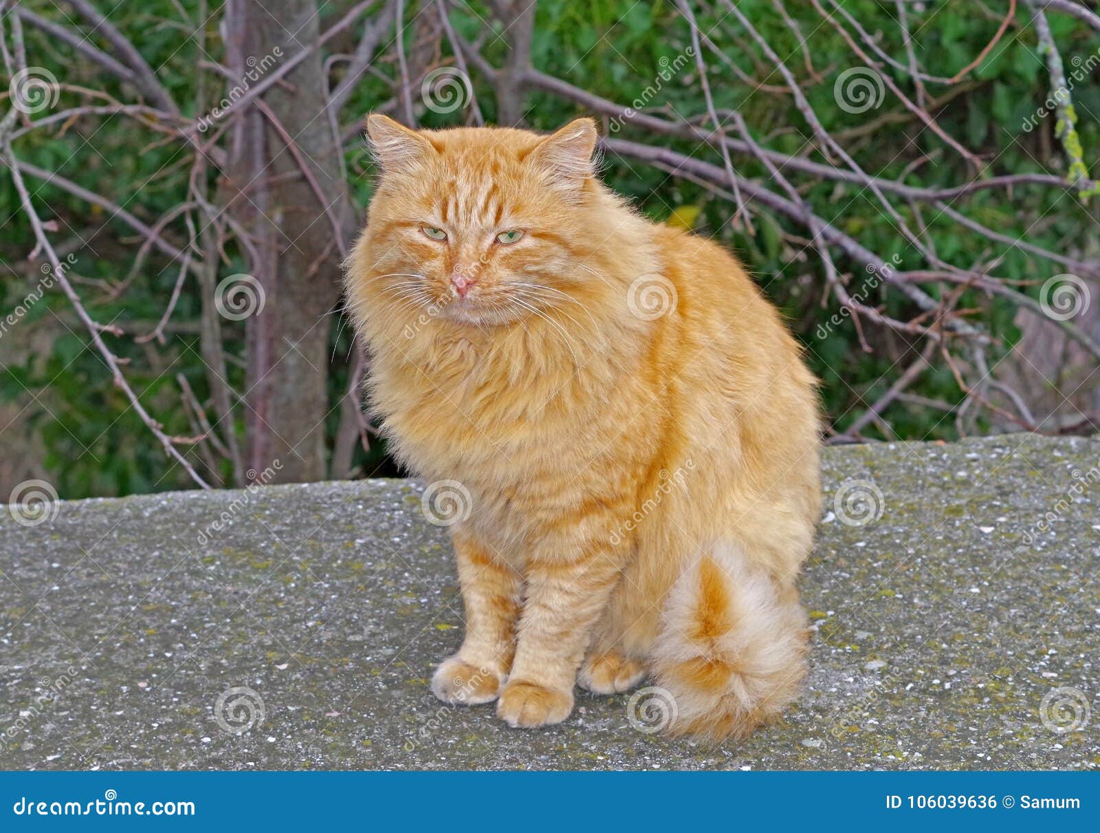 Portrait of a big cat stock photo. Image of fluffy, animal - 106039636