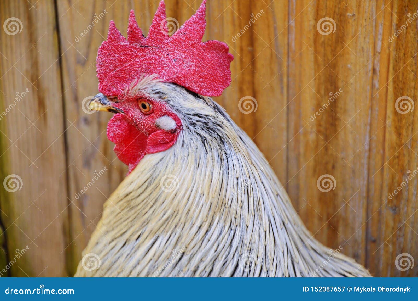 Portrait of a big rooster stock image. Image of shiny - 152087657