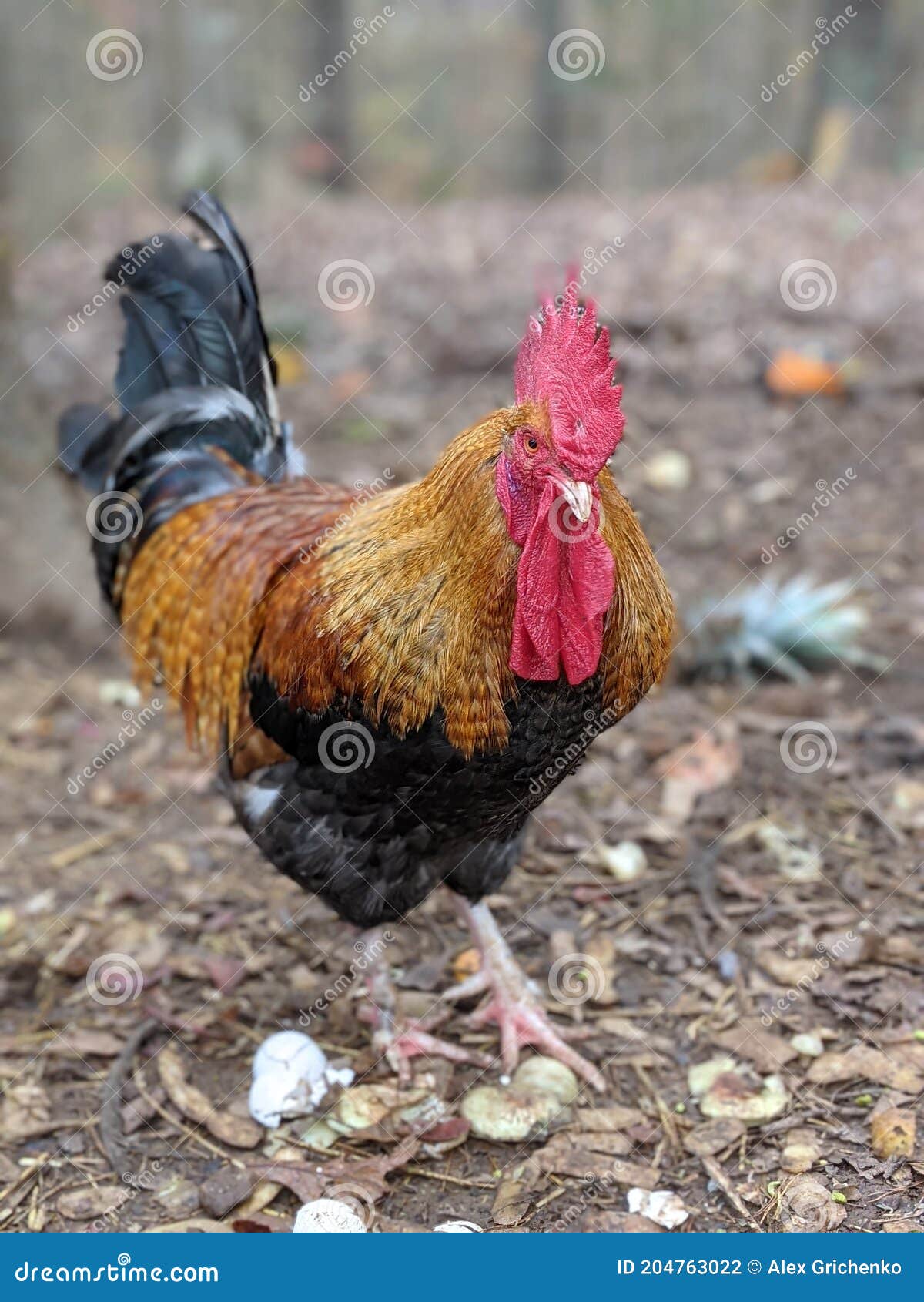 Portrait of a Big Rooster Posing for Camera Stock Photo - Image of ...