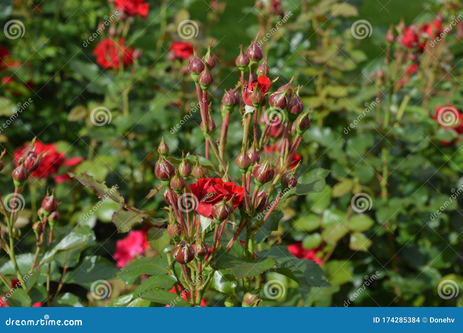Portrait of a Big Rose Bush Stock Photo - Image of sunshine, gardening ...