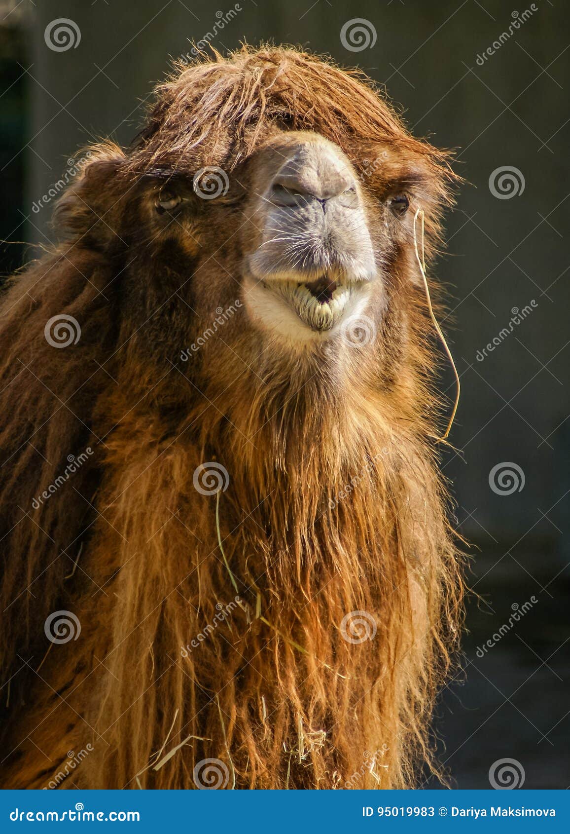 Portrait of a Big Shaggy Red Camel Stock Image - Image of beautiful ...
