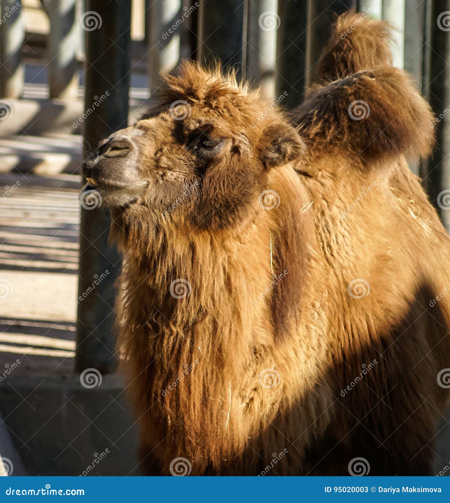 Portrait of a Big Shaggy Red Camel Stock Image - Image of fauna, mamal ...