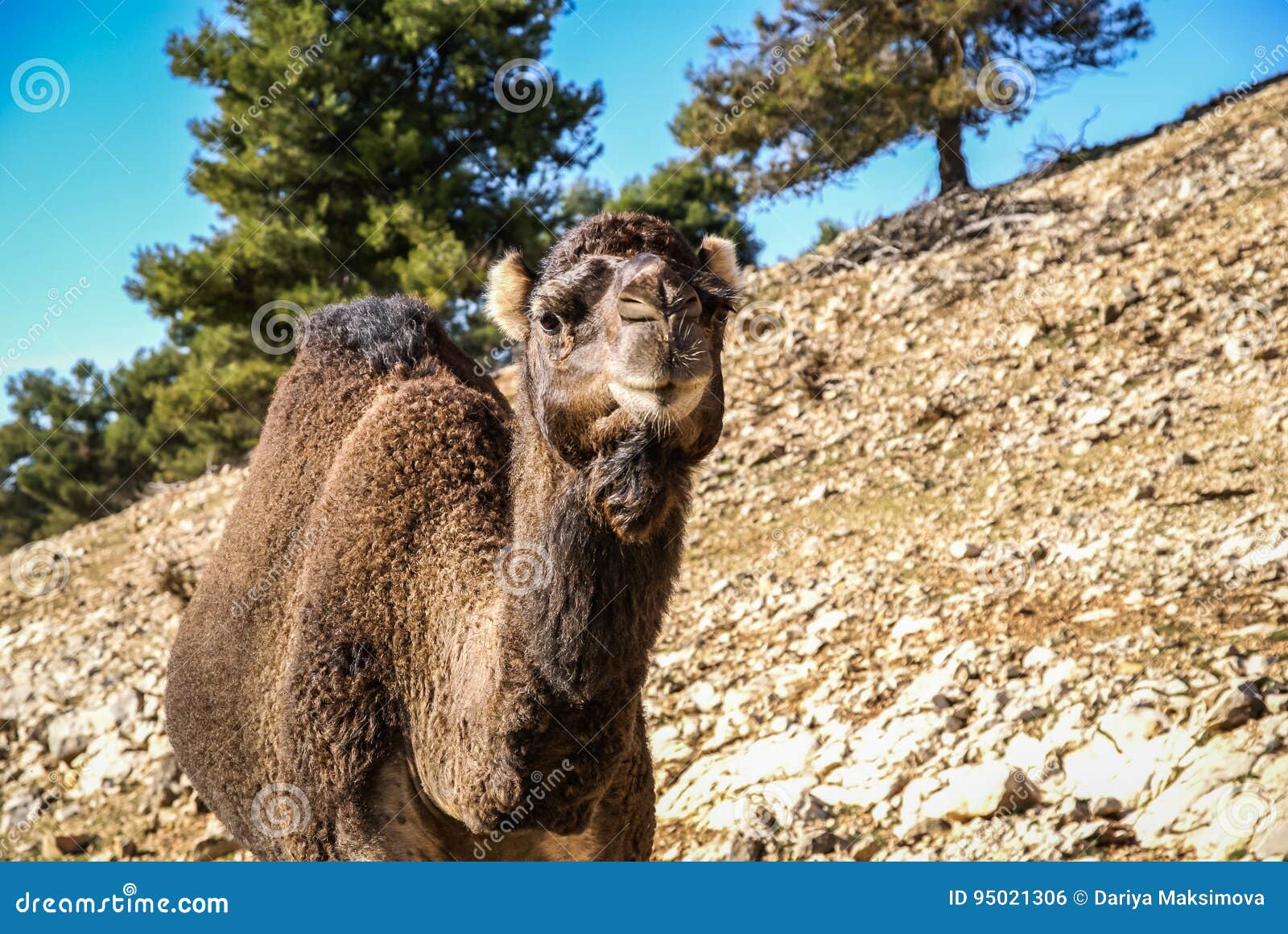 Portrait of a Big Shaggy Red Camel Stock Photo - Image of zoological ...
