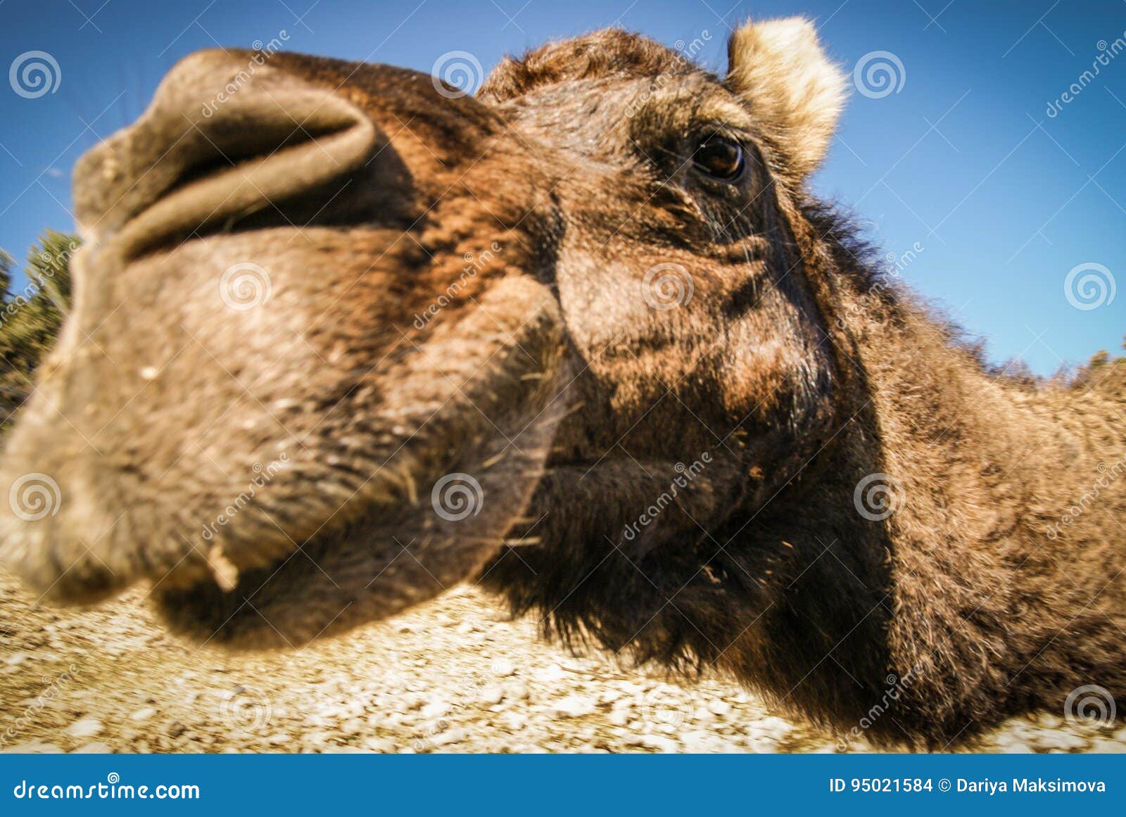 Portrait of a Big Shaggy Red Camel Stock Photo - Image of zoological ...