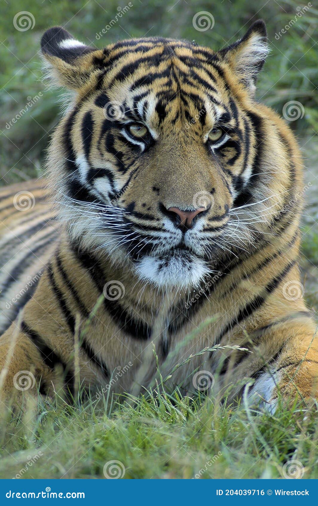 Portrait of a Big Strong Tiger Resting on the Grass Stock Photo - Image ...