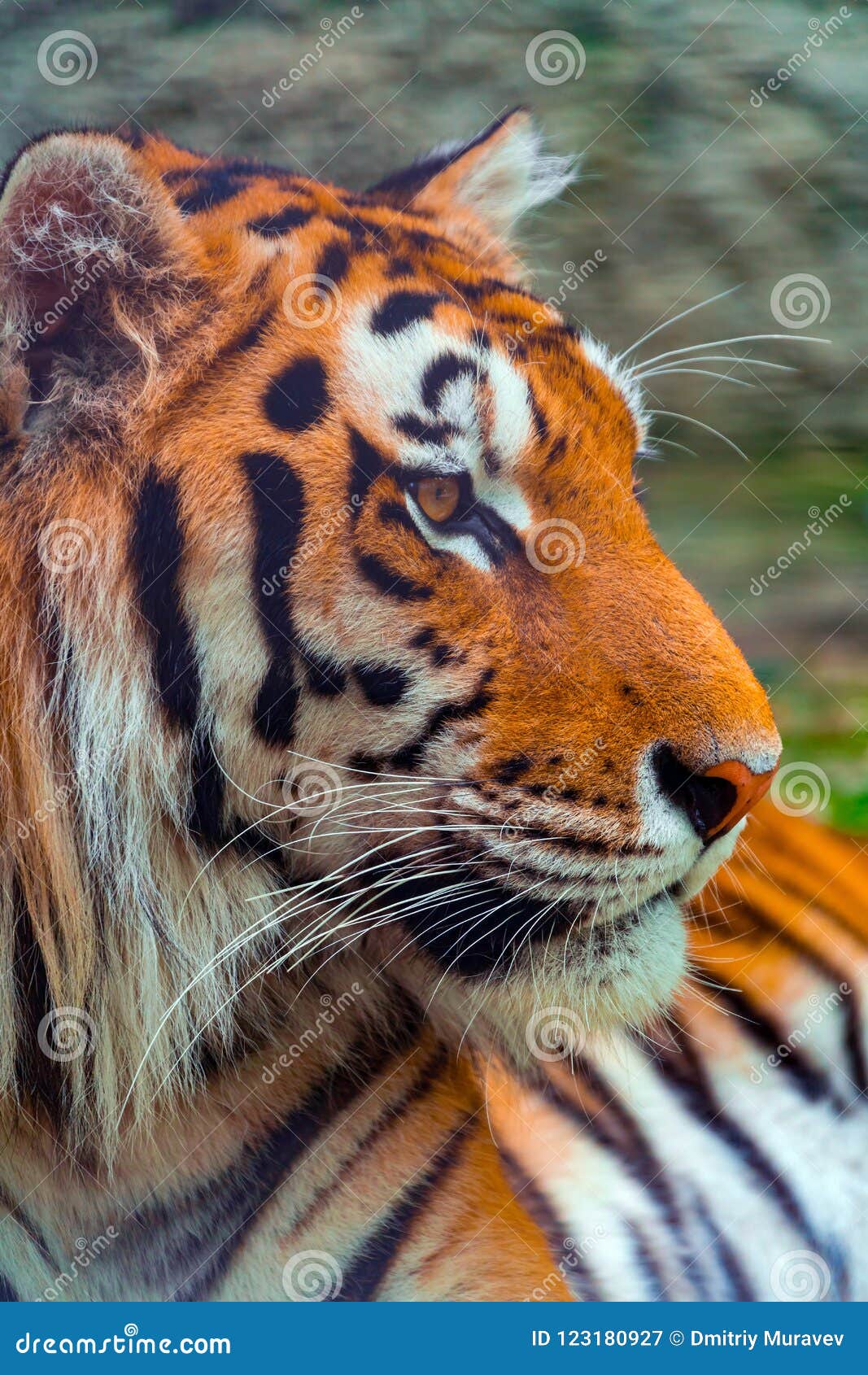 Tiger Profile Stock Photos - Download 1,843 Royalty Free Photos