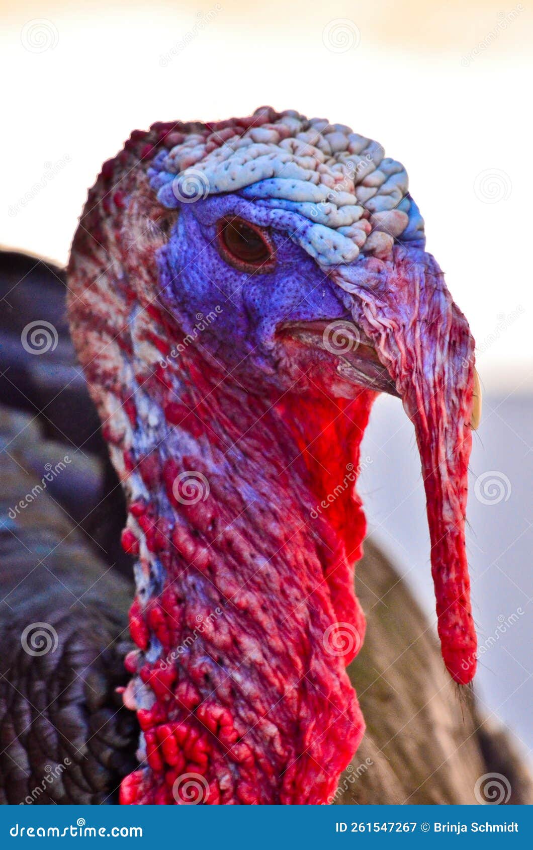 Portrait of a big turkey stock image. Image of trot - 261547267