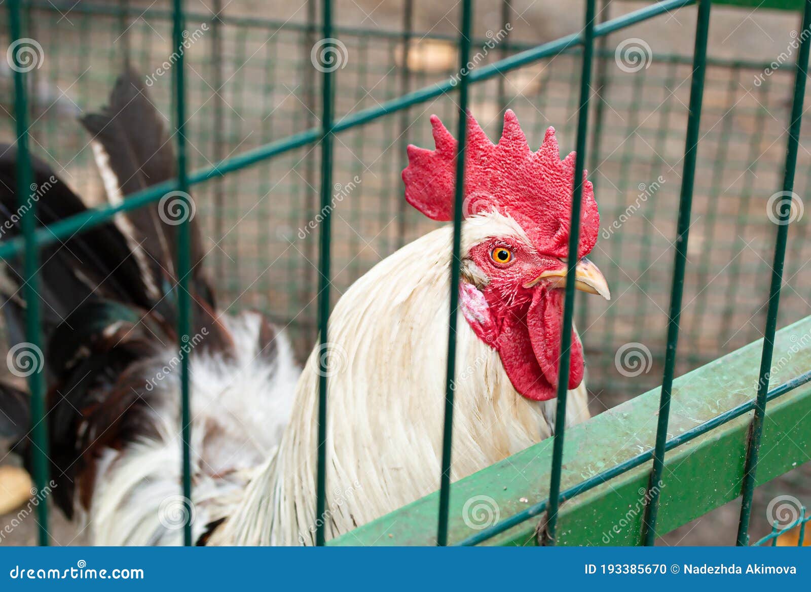 Portrait of Big White Chicken Looking at Camera. Stock Photo - Image of ...