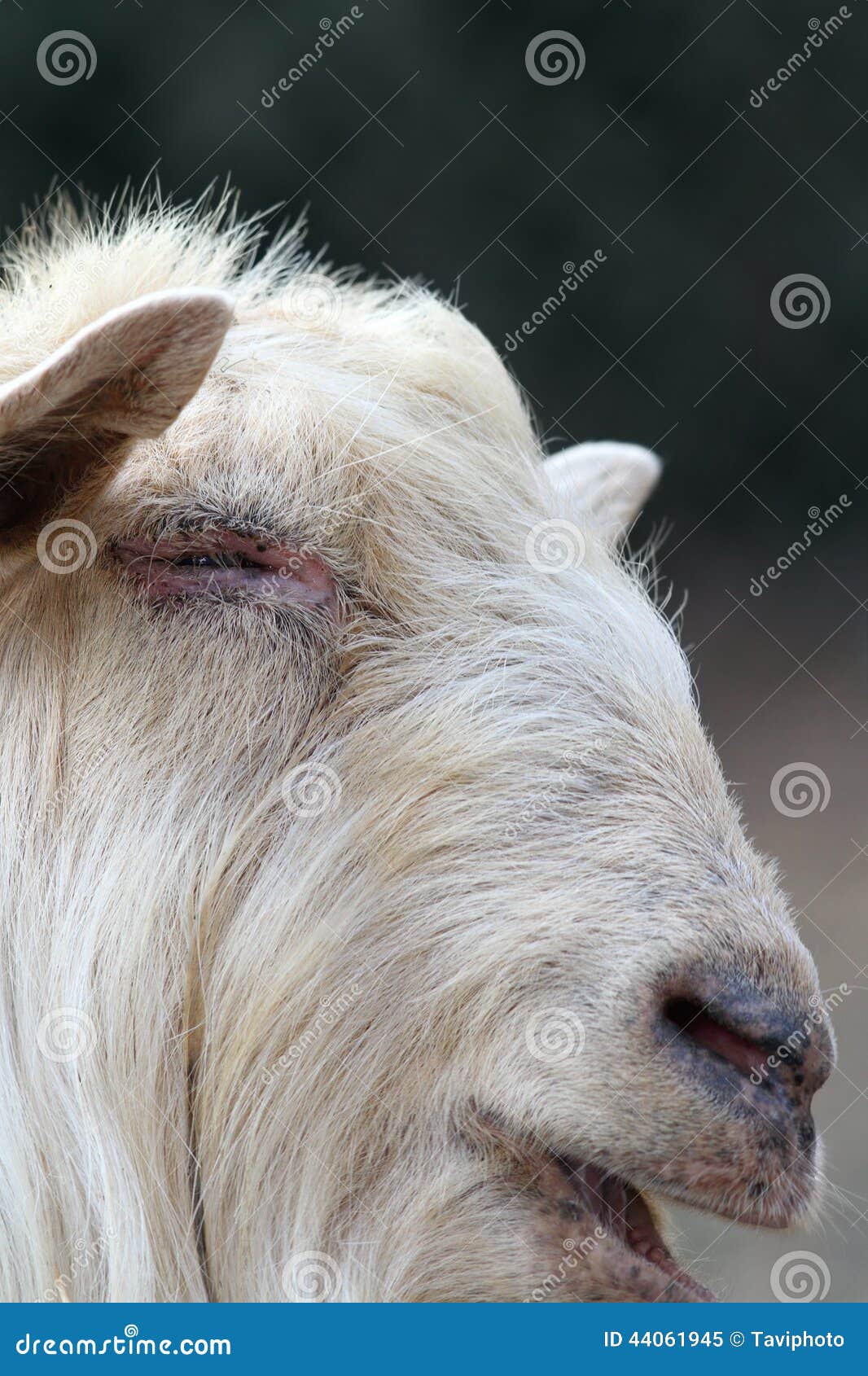Portrait of big white ram stock image. Image of horn - 44061945