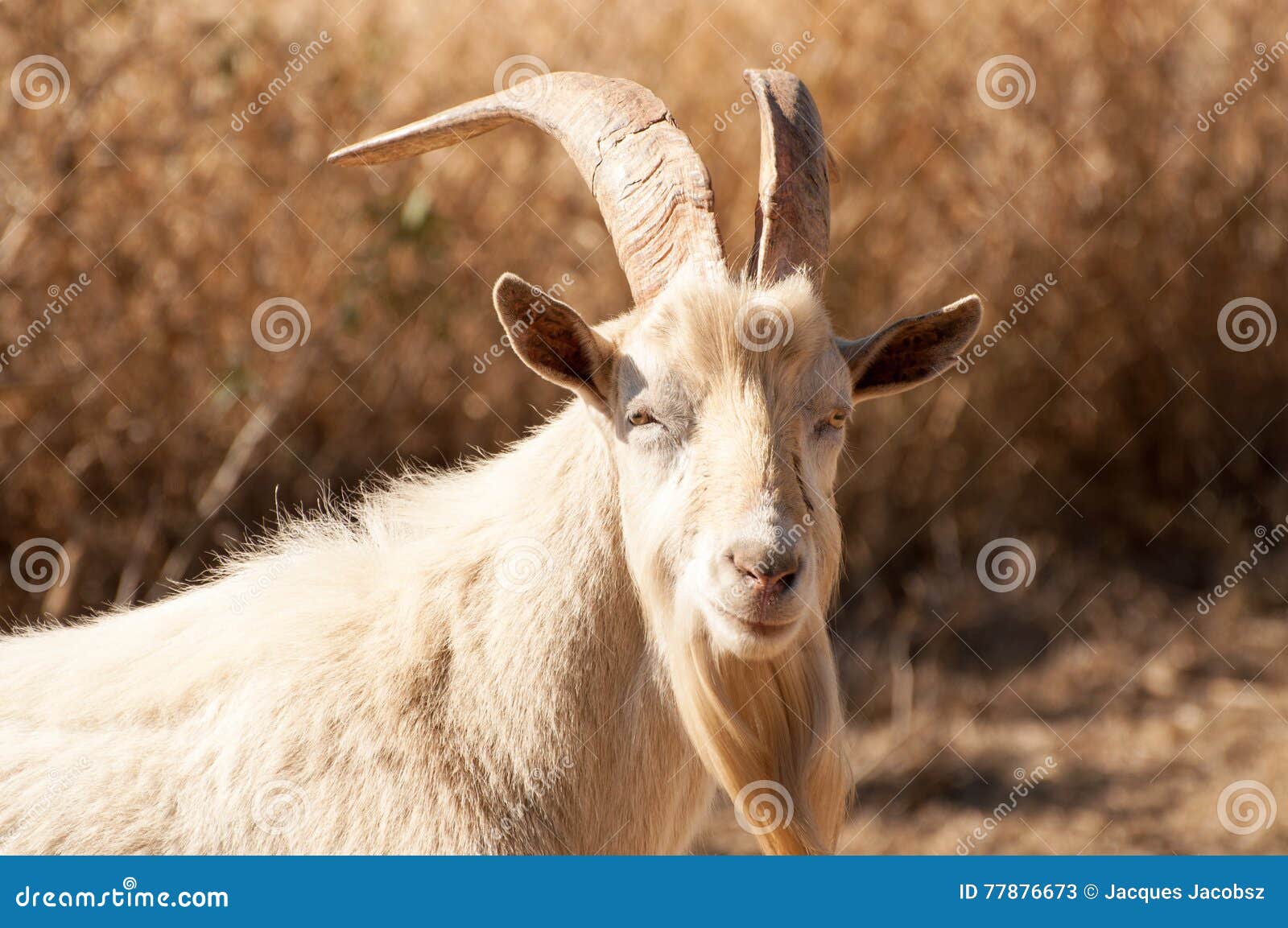 Portrait of a Billy Goat stock image. Image of billygoat - 77876673
