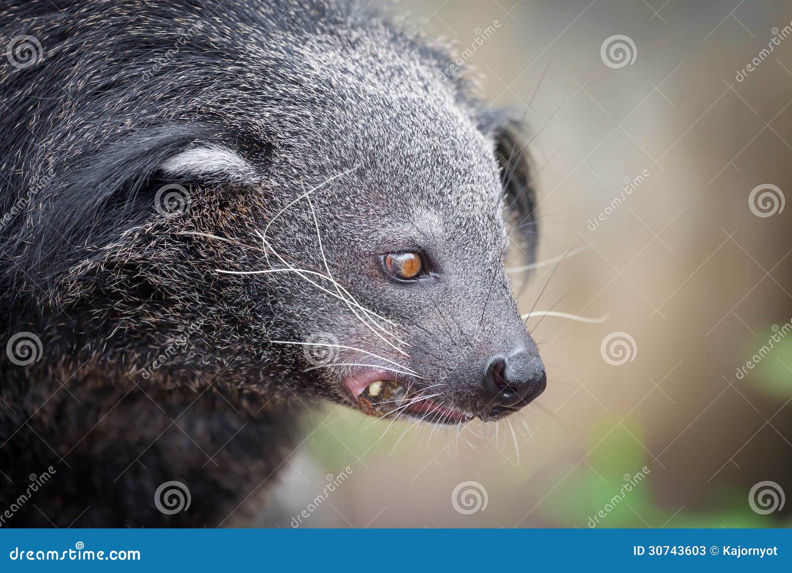 The portrait of Binturong stock image. Image of kind - 30743603
