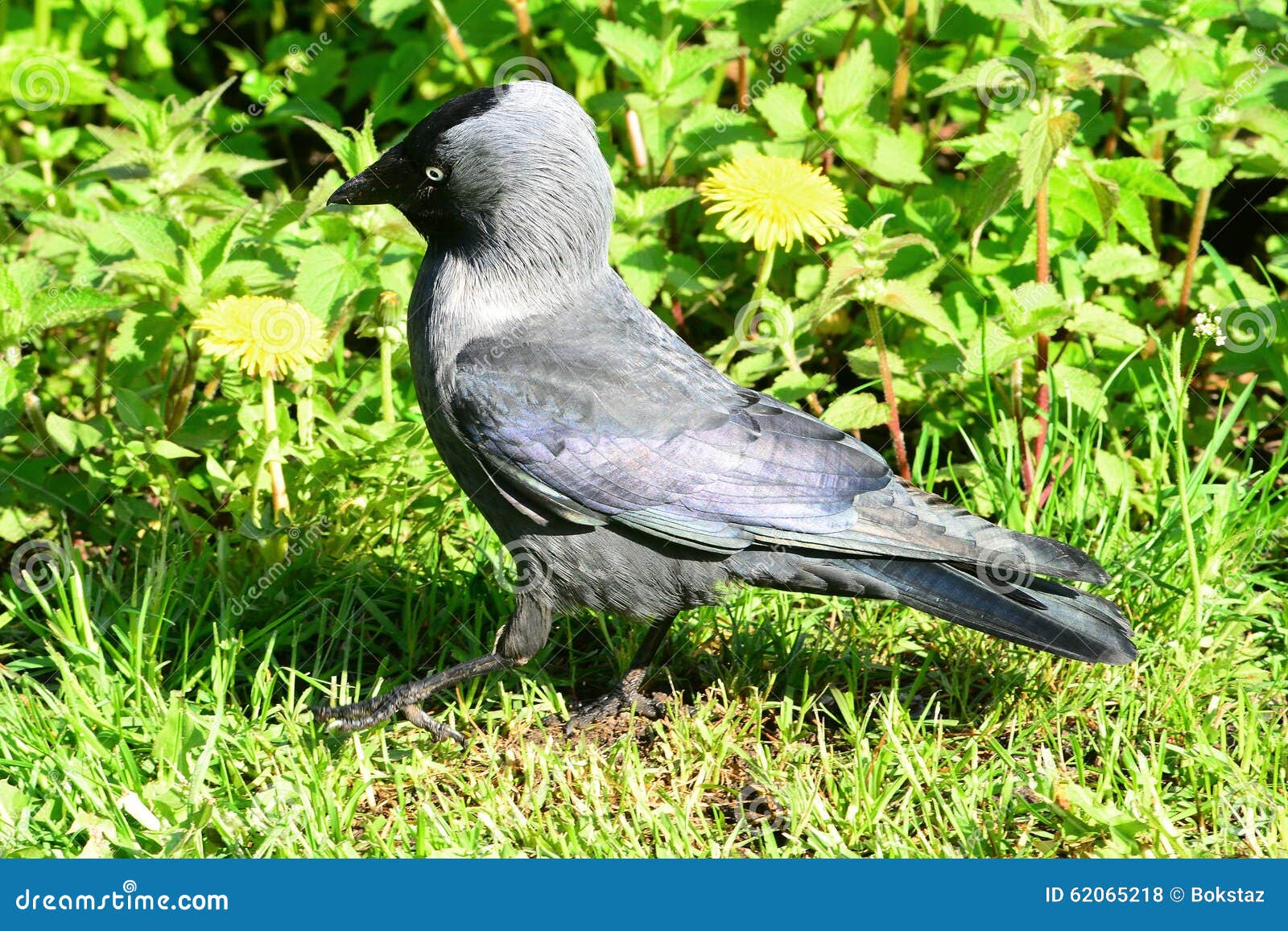 Portrait of Bird: Dark Crow in the Green Grass Stock Photo - Image of ...