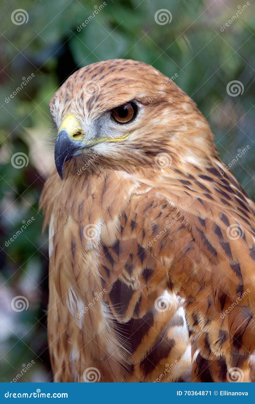 Portrait of bird of falcon stock image. Image of species - 70364871