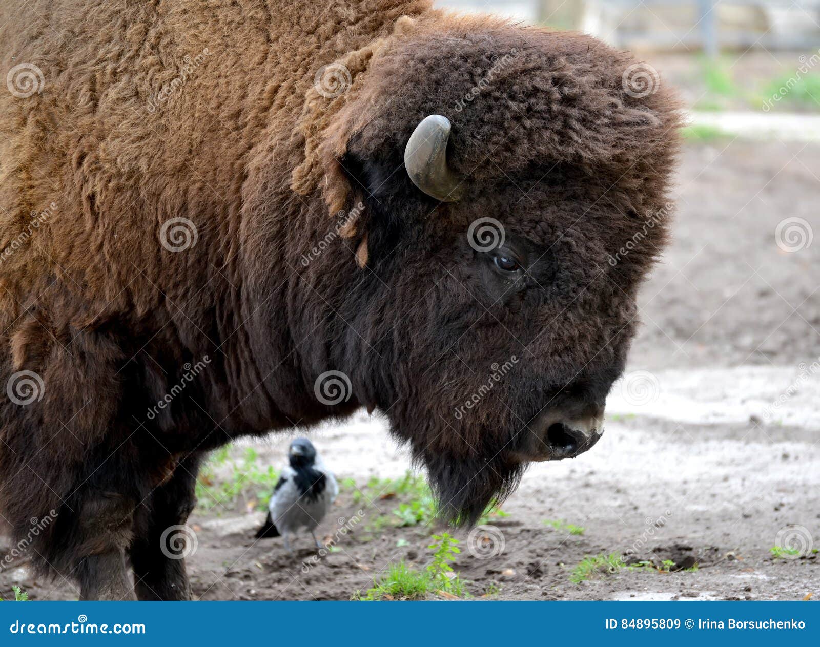 Portrait of a Bison Bison Bison Linnaeus, Side View Stock Image - Image ...