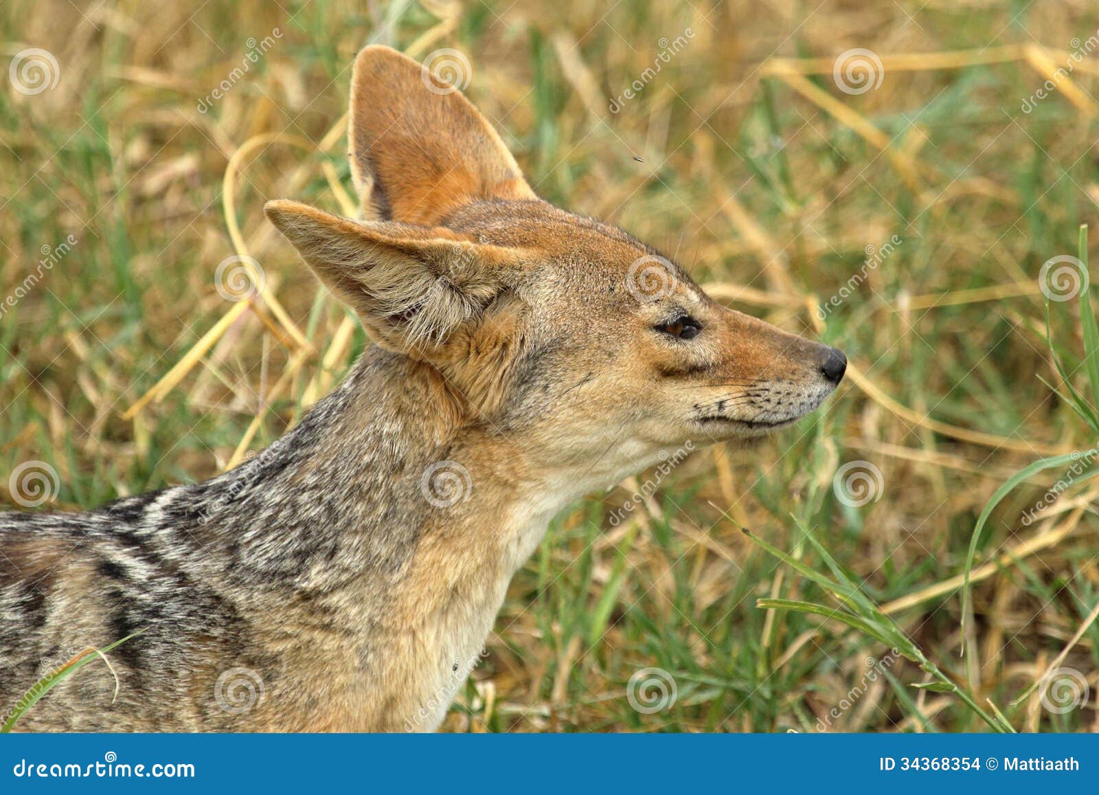 Portrait of a Black-backed Jackal Stock Photo - Image of side ...