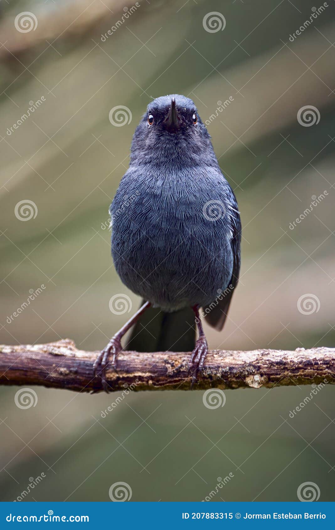 Portrait of Black Bird Looking Straight Ahead Stock Image - Image of ...