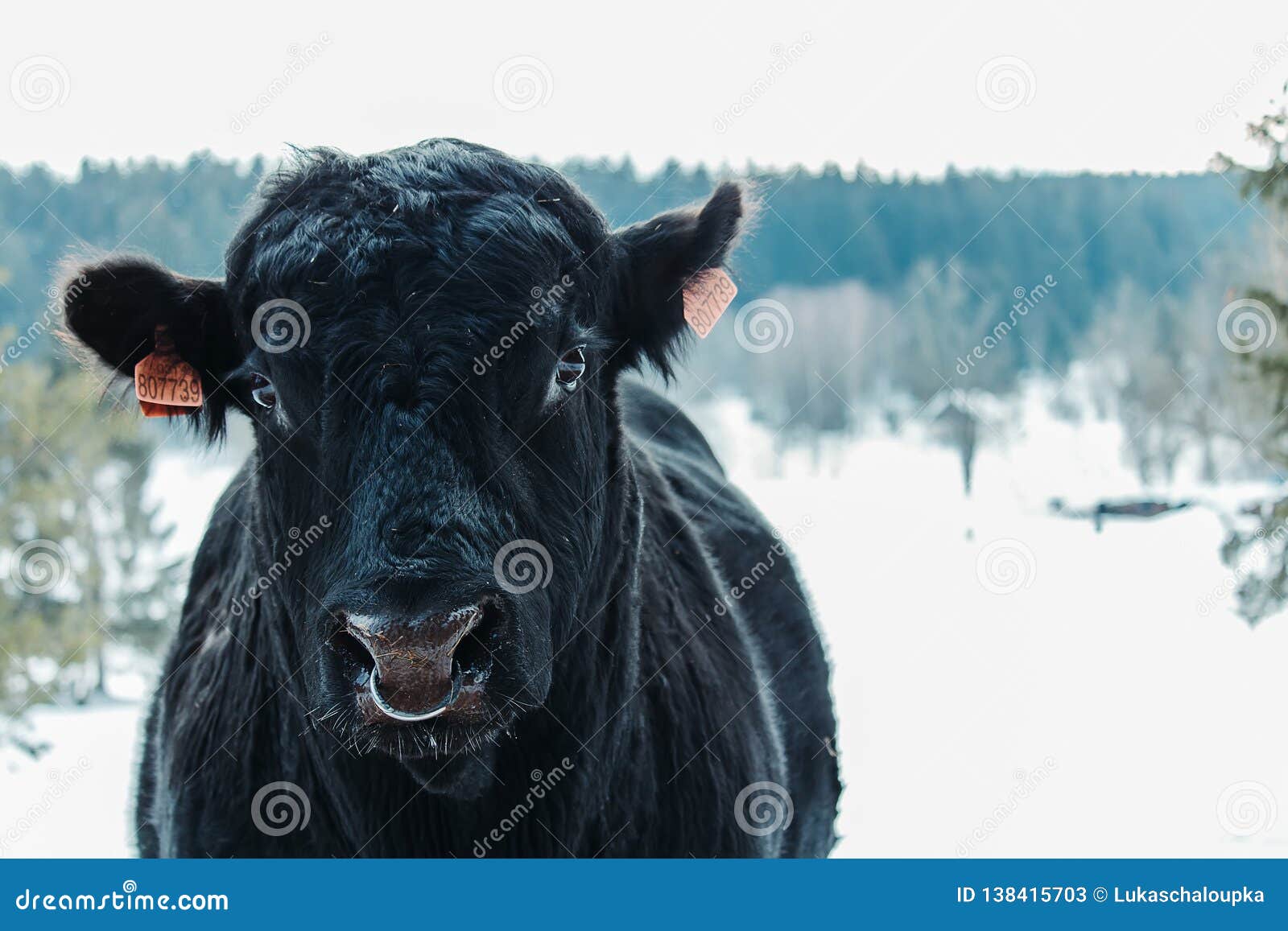 Portrait of Black Bull in Snow Winter Landscape with Tree Stock Image ...