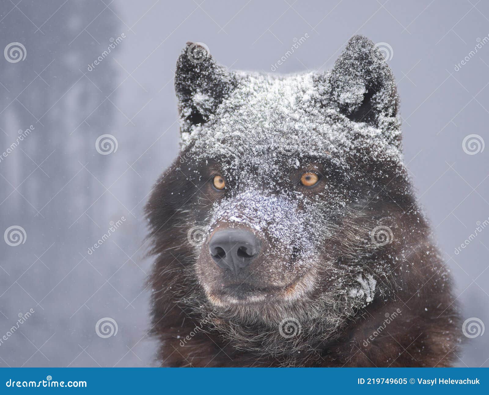 Portrait of Black Canadian Wolf Stock Image - Image of canadian, danger ...