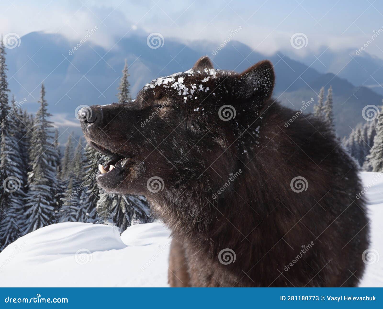 Portrait of Black Canadian Wolf in the Forest Stock Image - Image of ...
