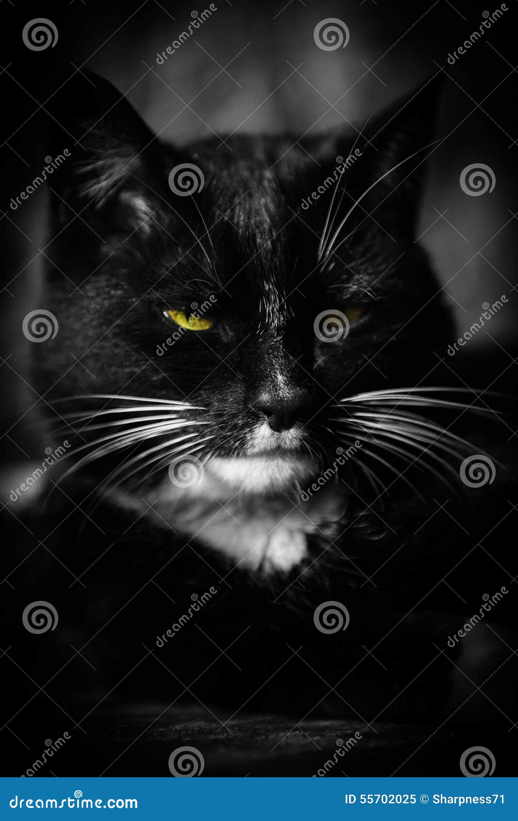 Portrait black cat sw stock image. Image of house, shine - 55702025