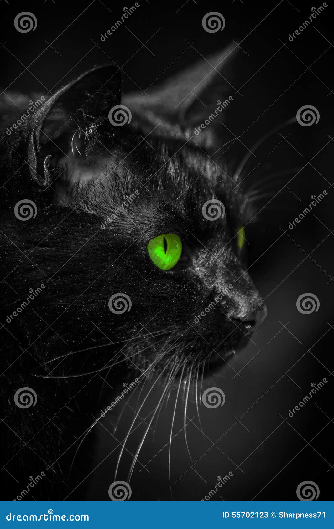 Portrait black cat sw 3 stock image. Image of yellow - 55702123