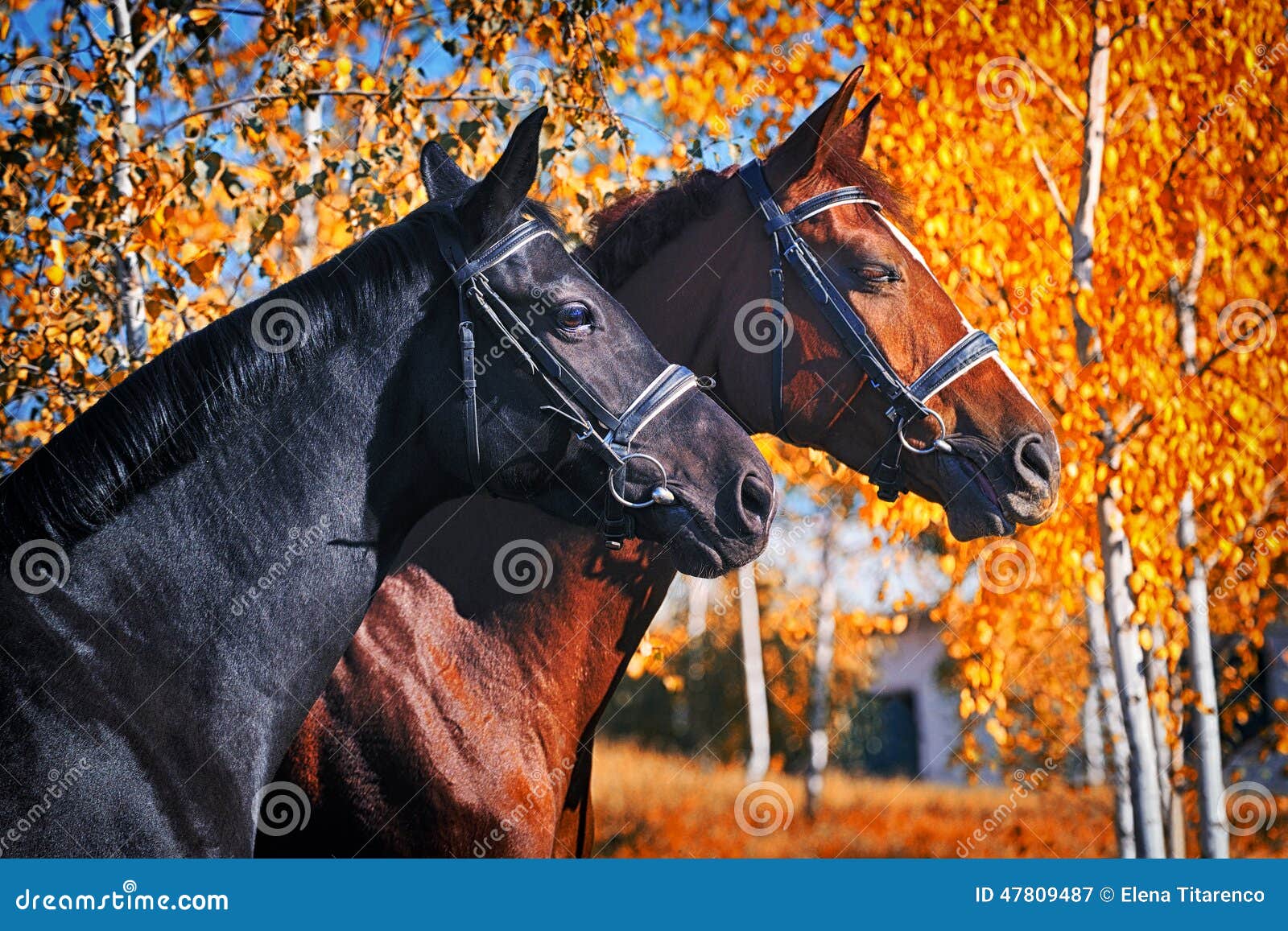 Portrait of Black and Chestnut Horses in Autumn Stock Image - Image of ...