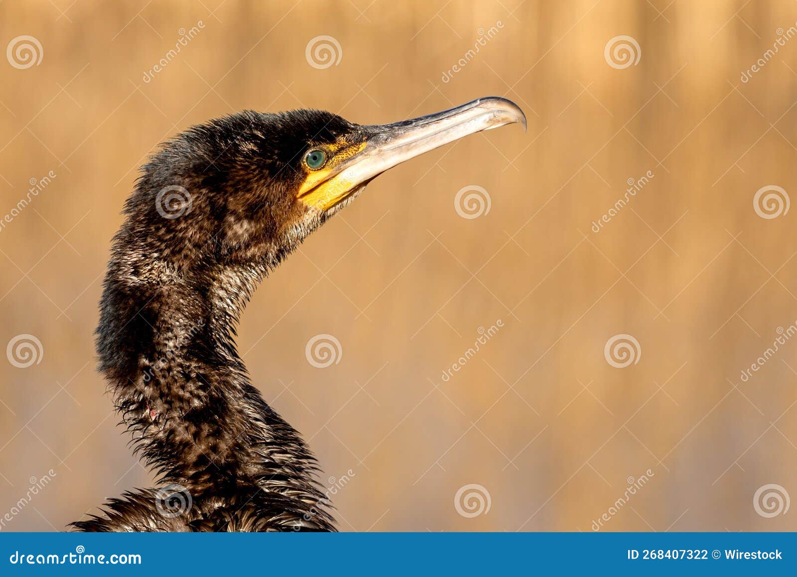 Portrait of a Black Cormorant Bird Stock Photo - Image of flight ...