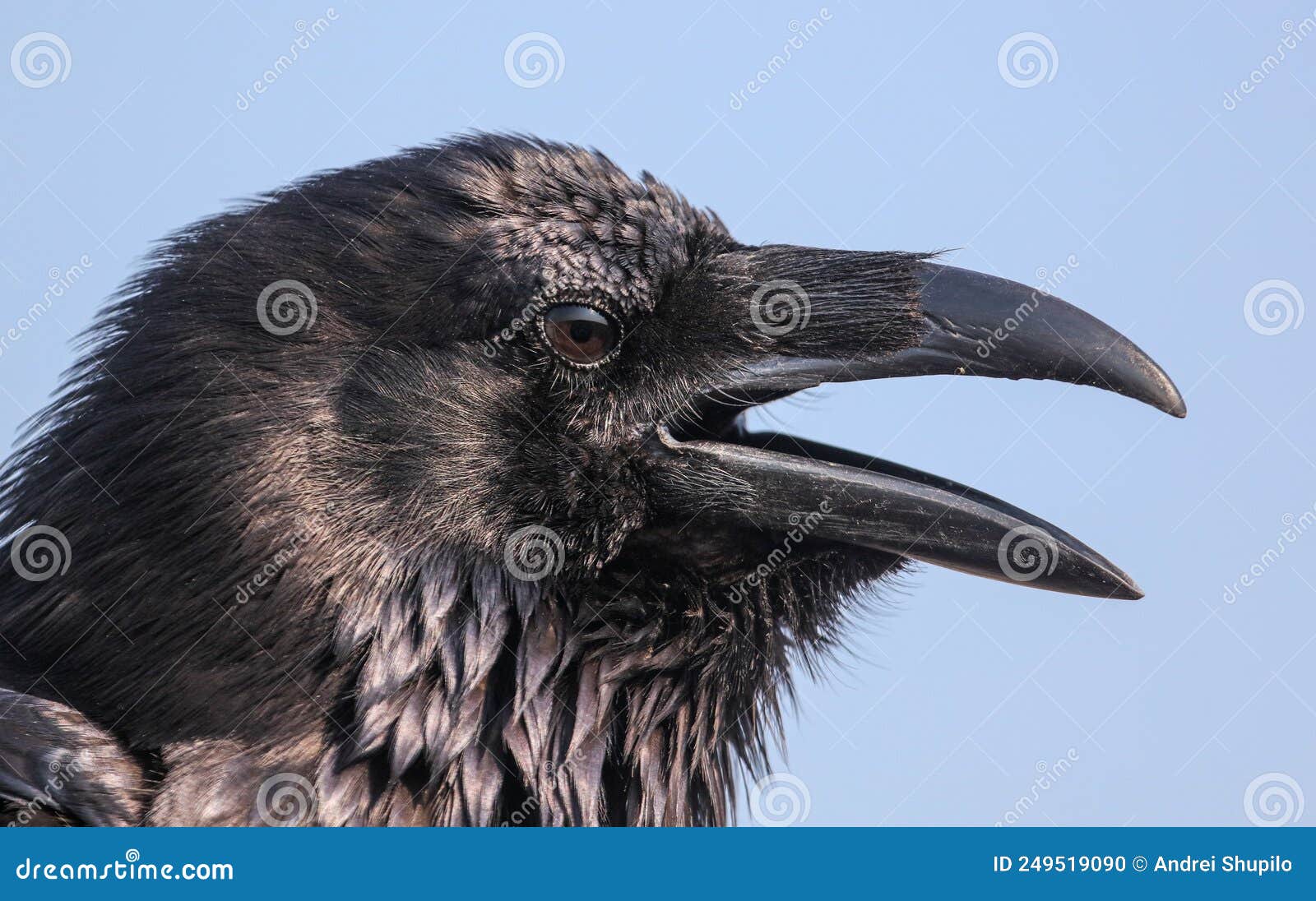 Portrait of a Black Crow Against a Sky Stock Photo - Image of raven ...