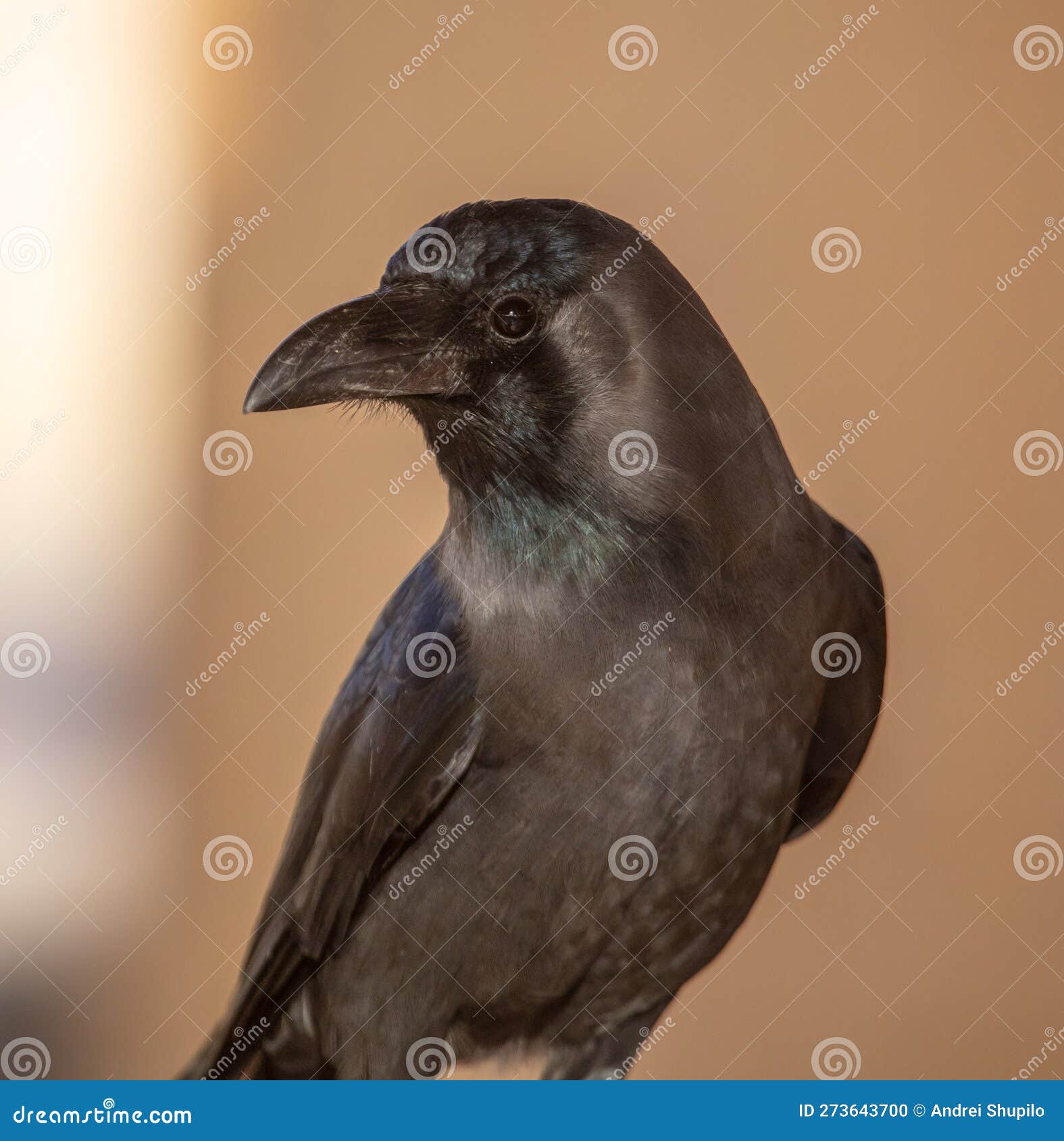 Portrait of a Black Crow in the Park. Stock Photo - Image of common ...