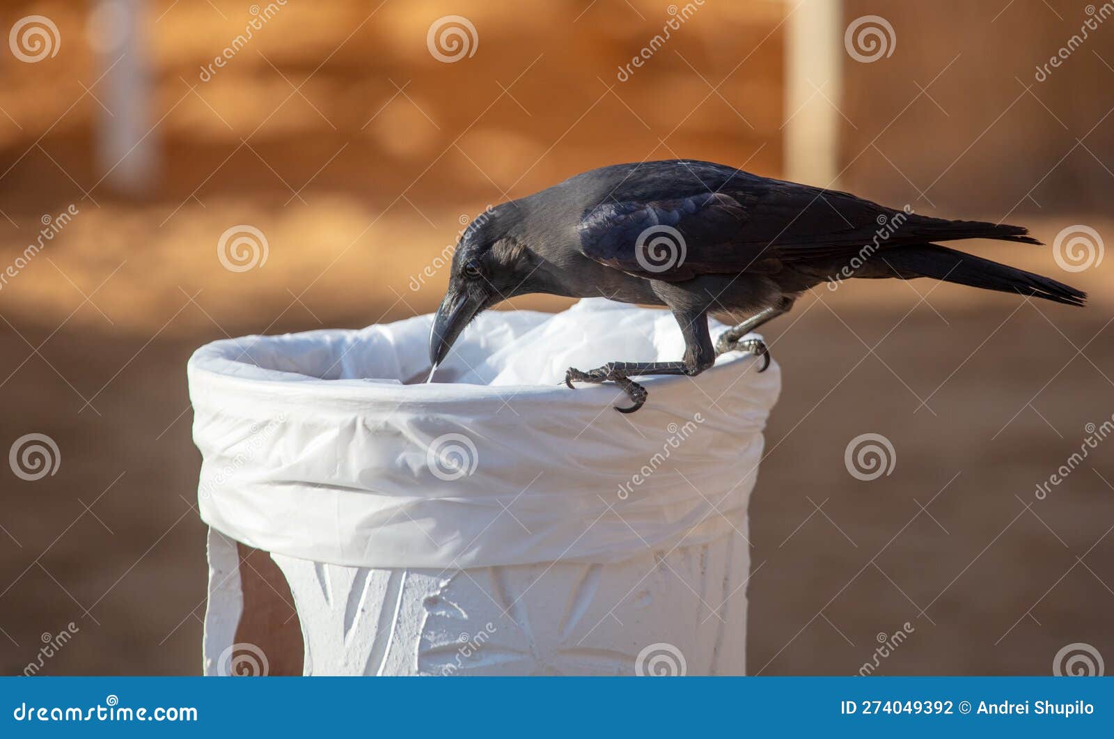 Portrait of a Black Crow on a Trash Can. Stock Photo - Image of food ...
