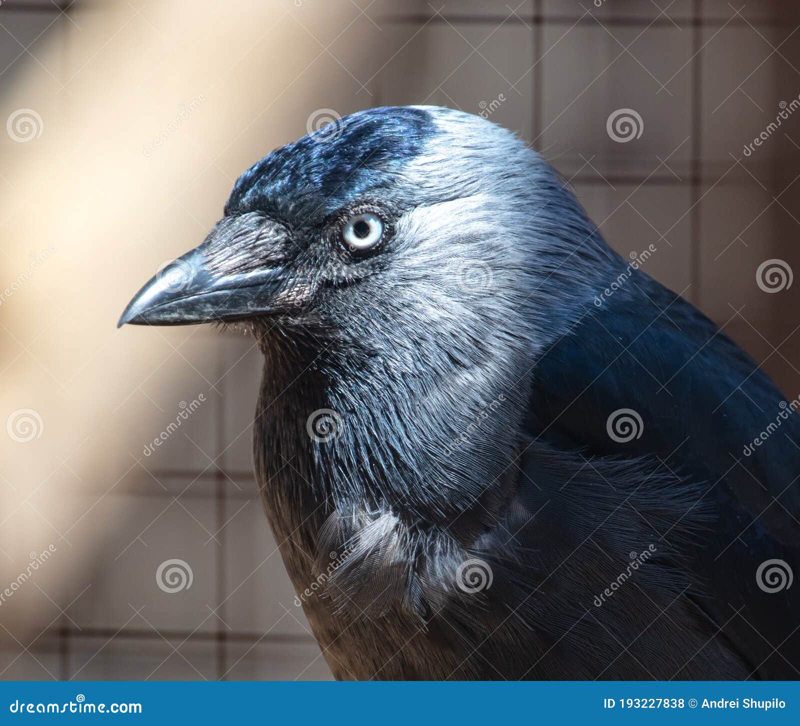 Portrait of a Black Crow in the Zoo Stock Photo - Image of abstract ...