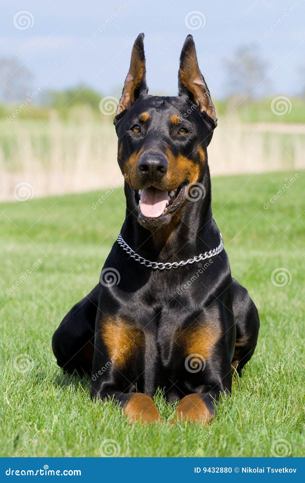 Portrait of Black Dobermann Stock Photo - Image of grass, guardian: 9432880