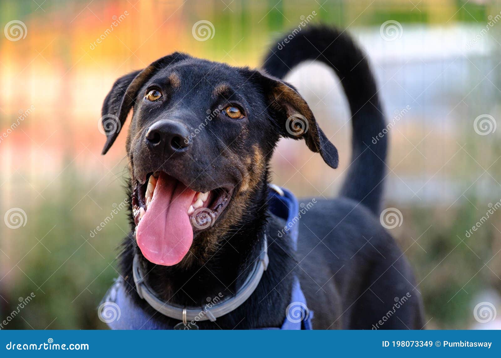 Portrait black dog stock image. Image of animal, mammal - 198073349