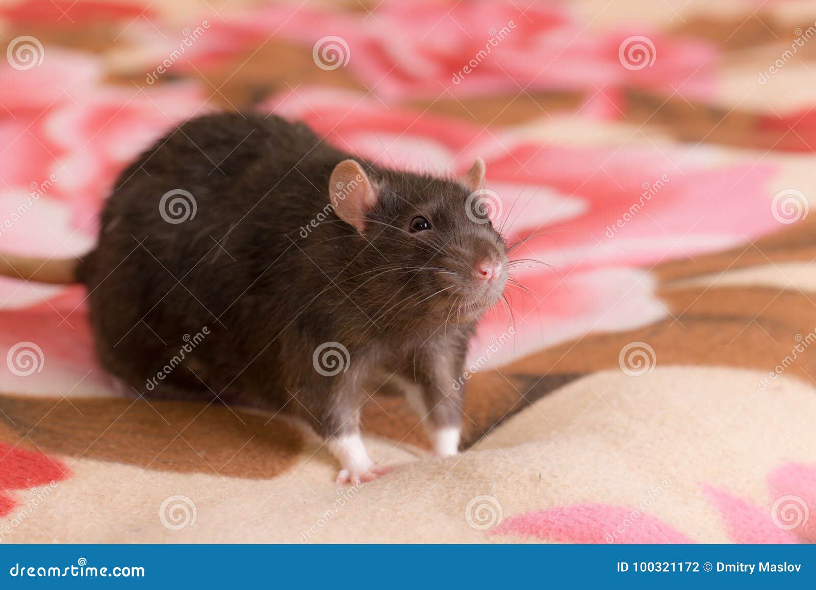 Portrait of a Black Domestic Rat Stock Photo - Image of fluffy, closeup ...