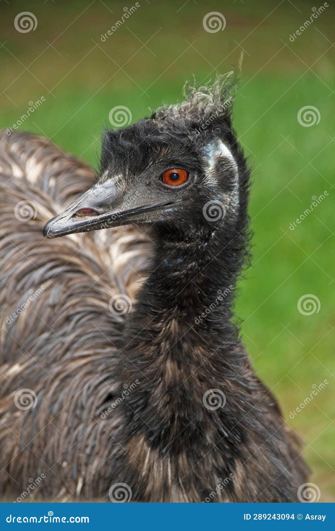 Look into My Eyes, Portrait of a Black Emu Offspring Stock Photo ...