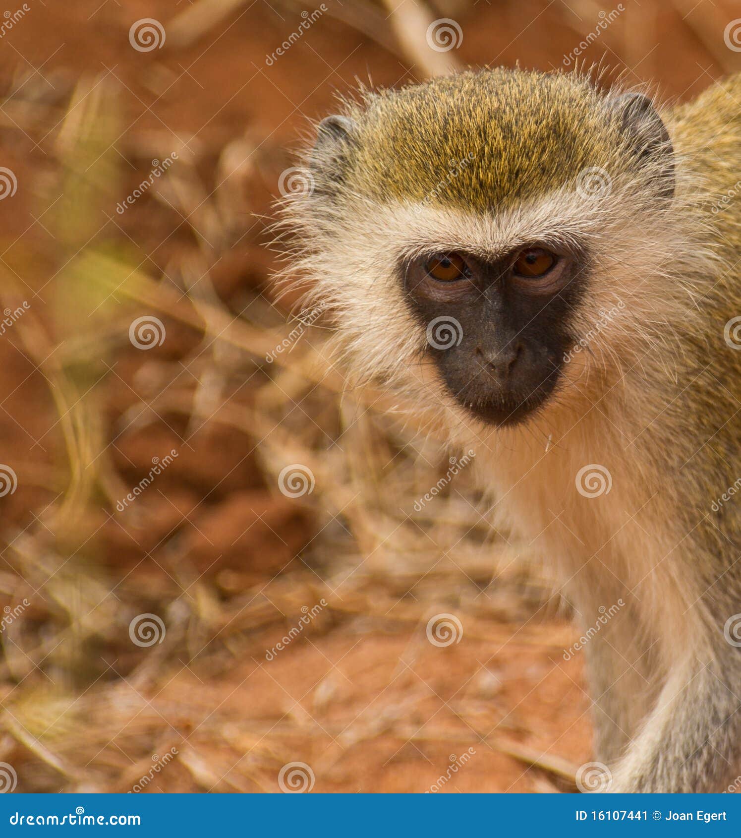 Portrait of a Black-faced Vervet Monkey Stock Image - Image of green ...