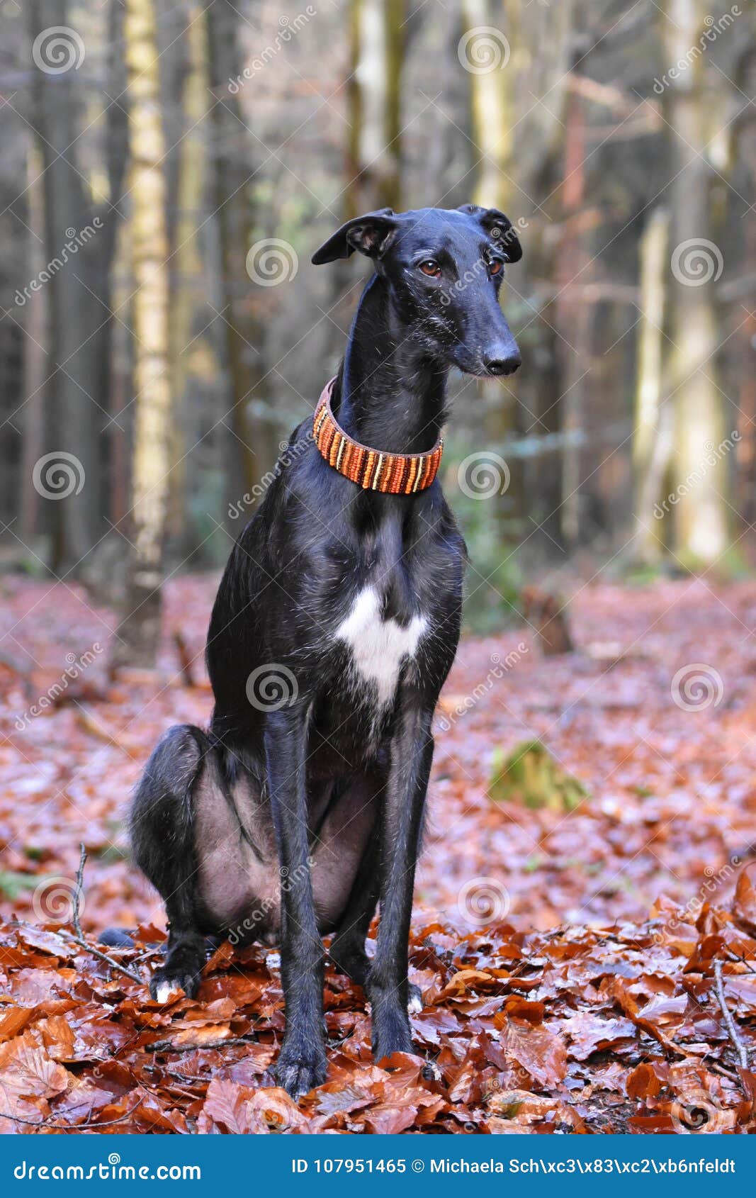 Portrait of a Black Galgo Espanol Stock Image - Image of sitting ...