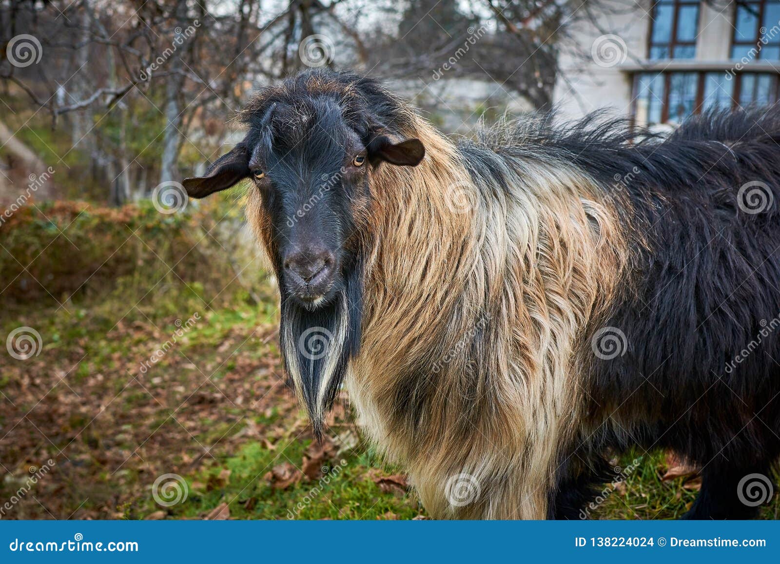 Portrait of Black and Red Goat Stock Photo - Image of country, redhair ...