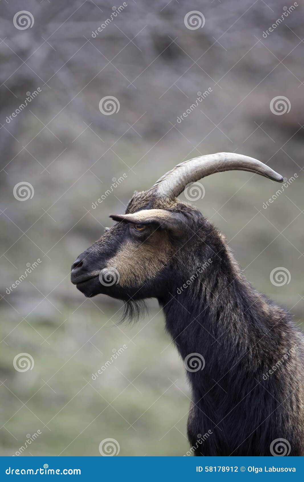 Portrait of a black goat stock photo. Image of nose, meat - 58178912