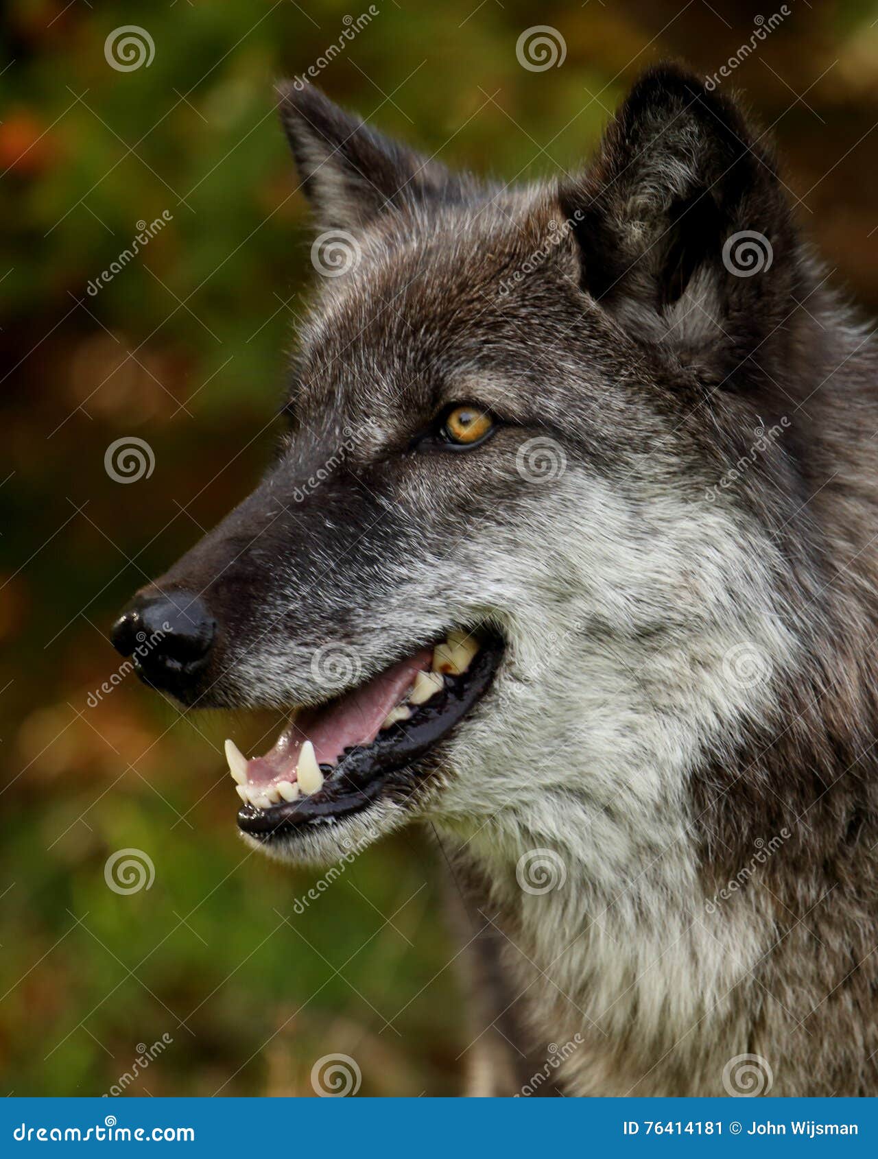 Grey Wolf From The Side