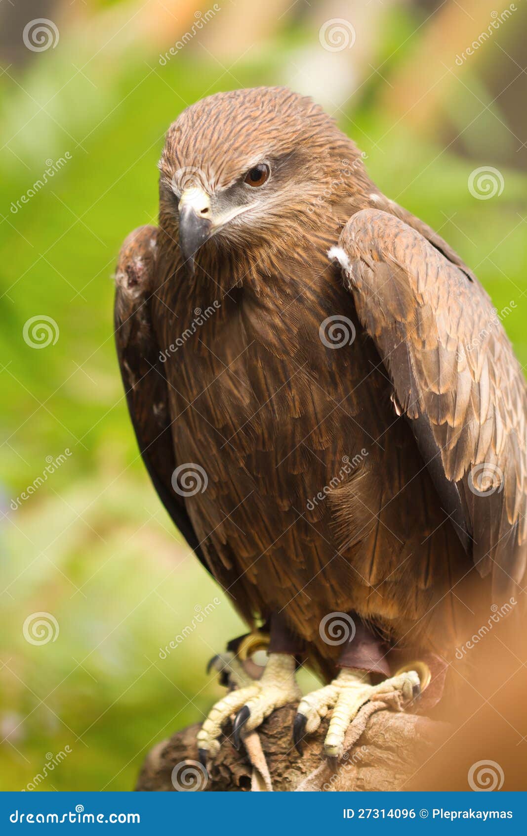 Portrait of a black hawk stock photo. Image of bird, plumage - 27314096