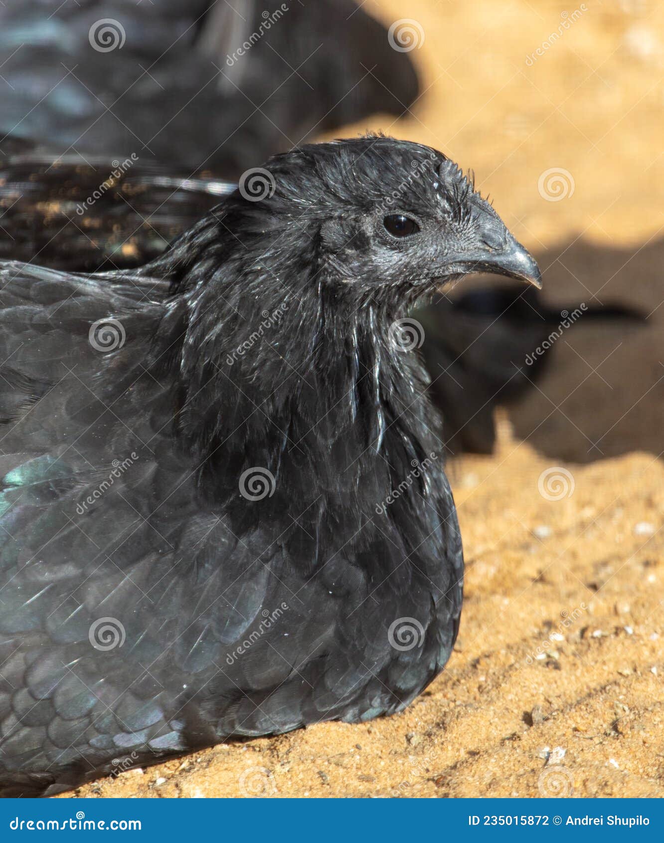 Portrait of a Black Hen in the Park. Stock Photo - Image of stand ...