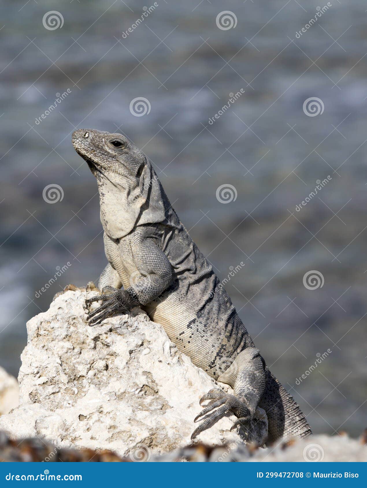 A Portrait of Black Iguana during Winter Stock Photo - Image of america ...