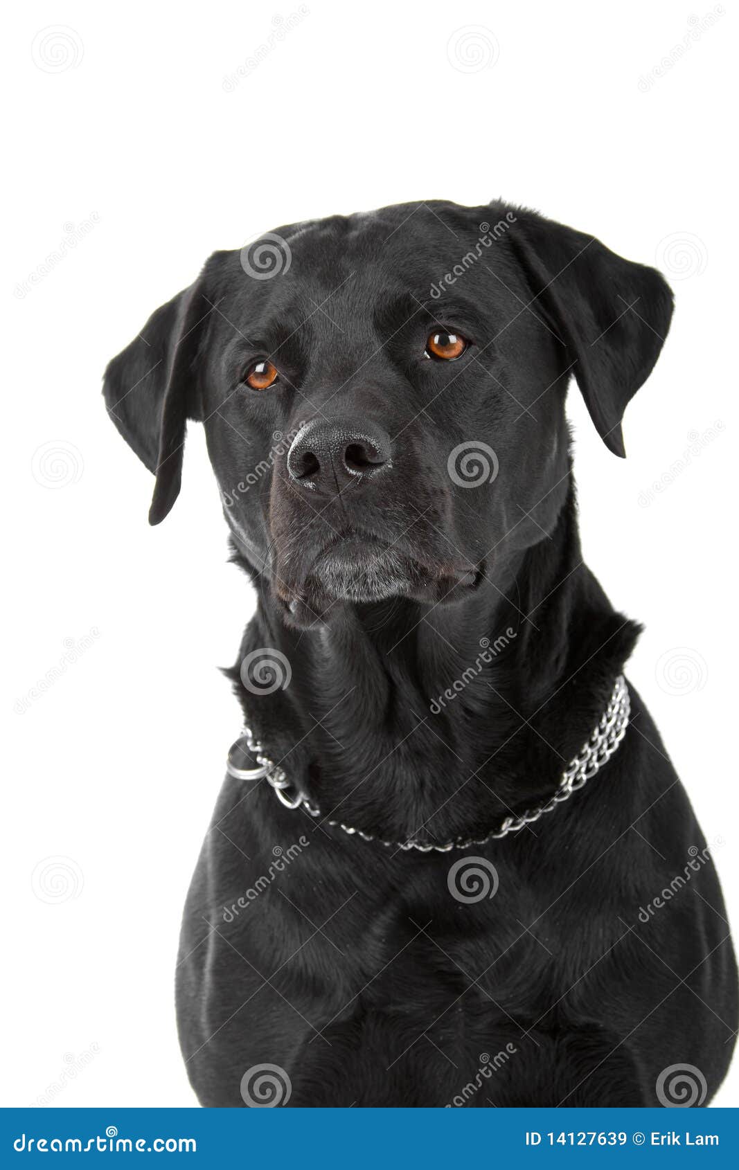 Portrait of Black Labrador Dog Stock Image - Image of single, retriever ...
